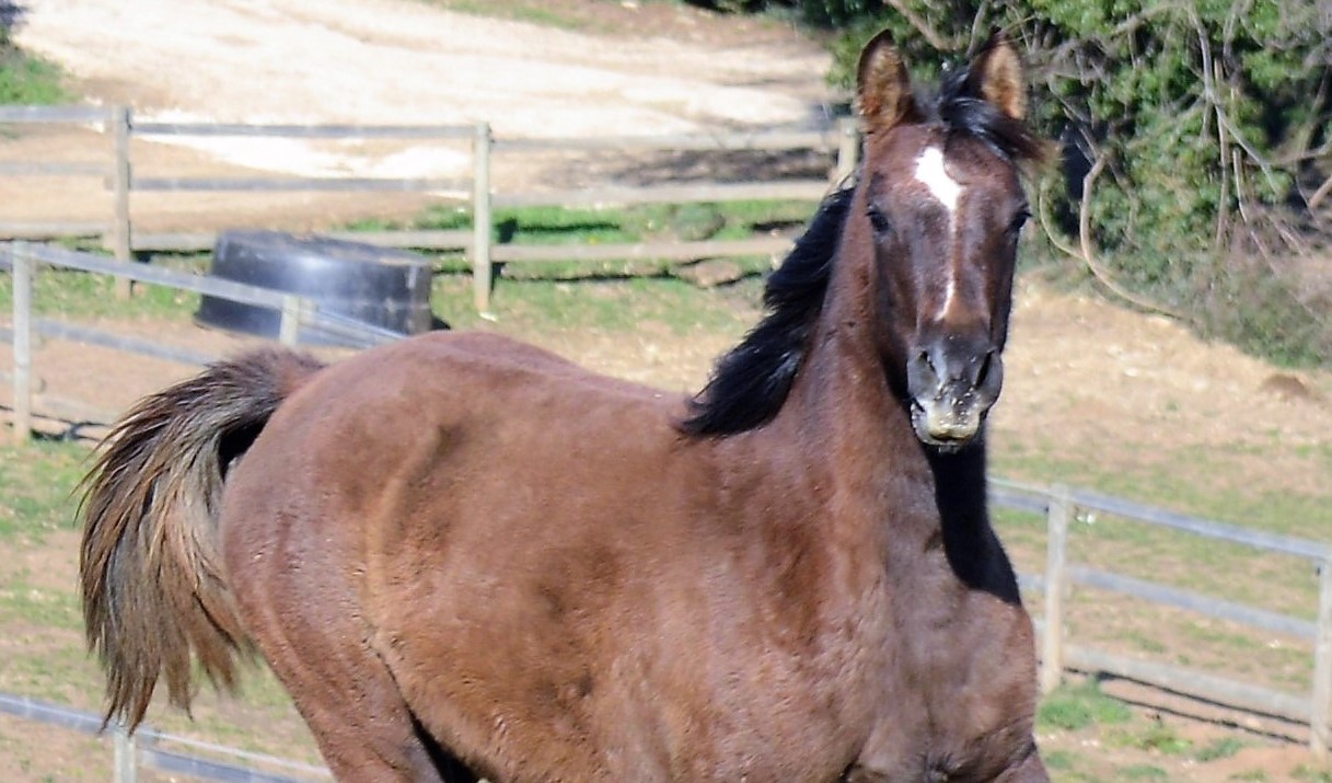 Jamik de Fignols - Domaine de Fignols