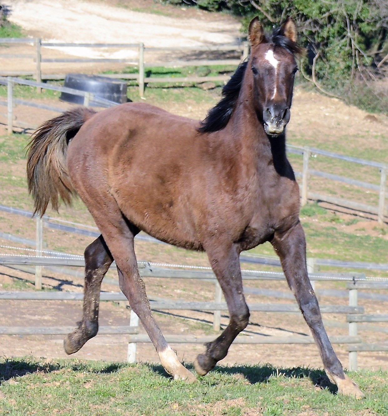 JAMIK DE FIGNOLS - Domaine de Fignols