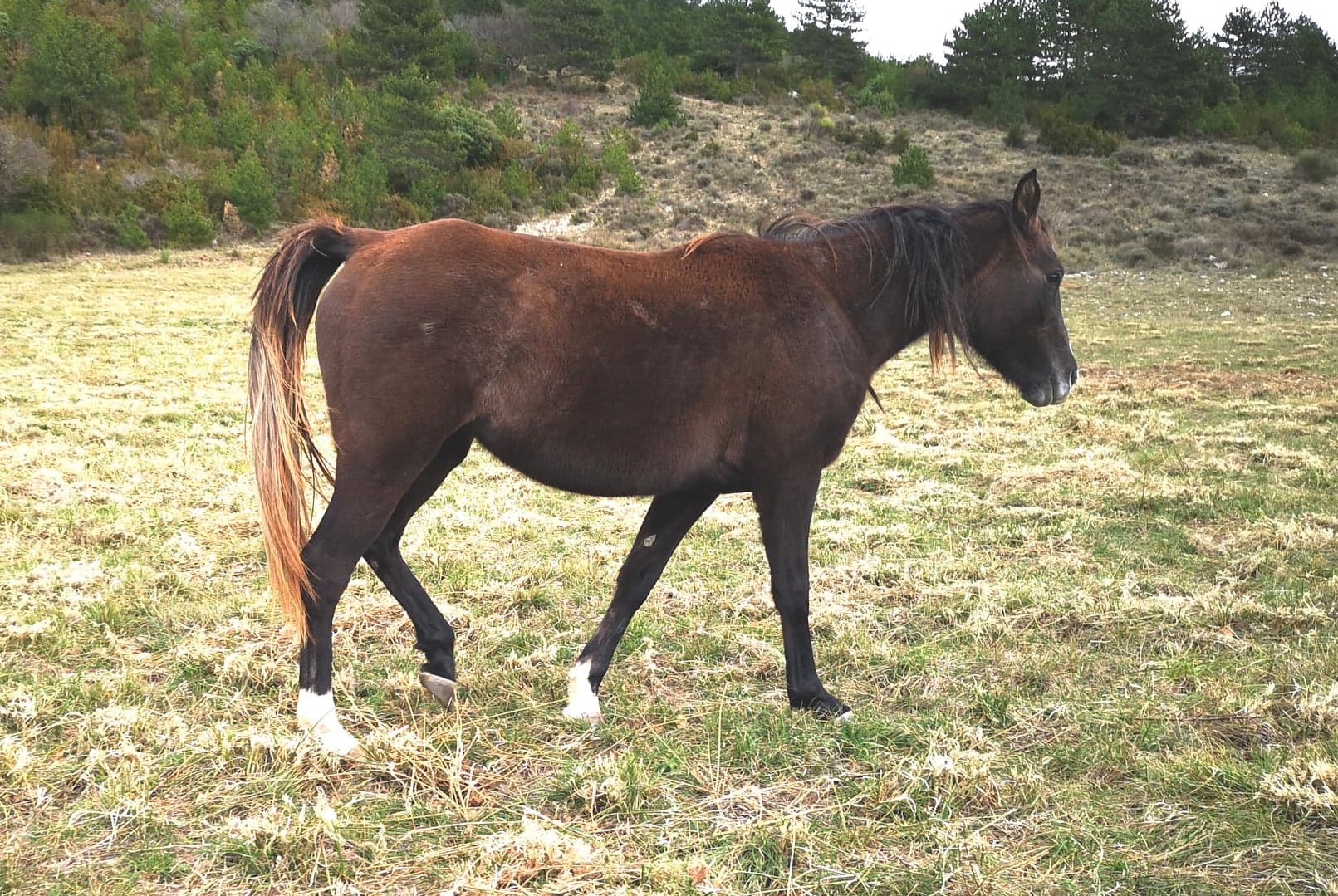 Jamik de Fignols - Domaine de Fignols